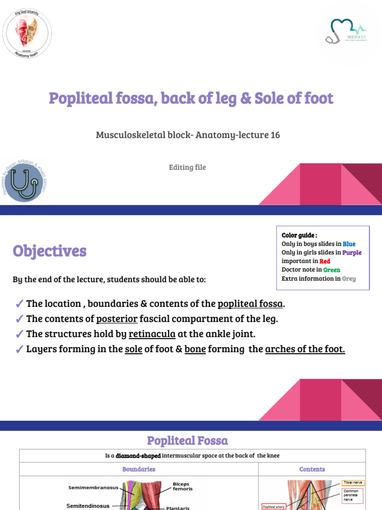 Lecture (16) Popliteal Fossa | PDF | Foot | Human Leg