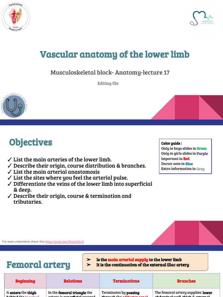 Lower Limb Vascular Anatomy Overview | PDF | Vein | Human Leg