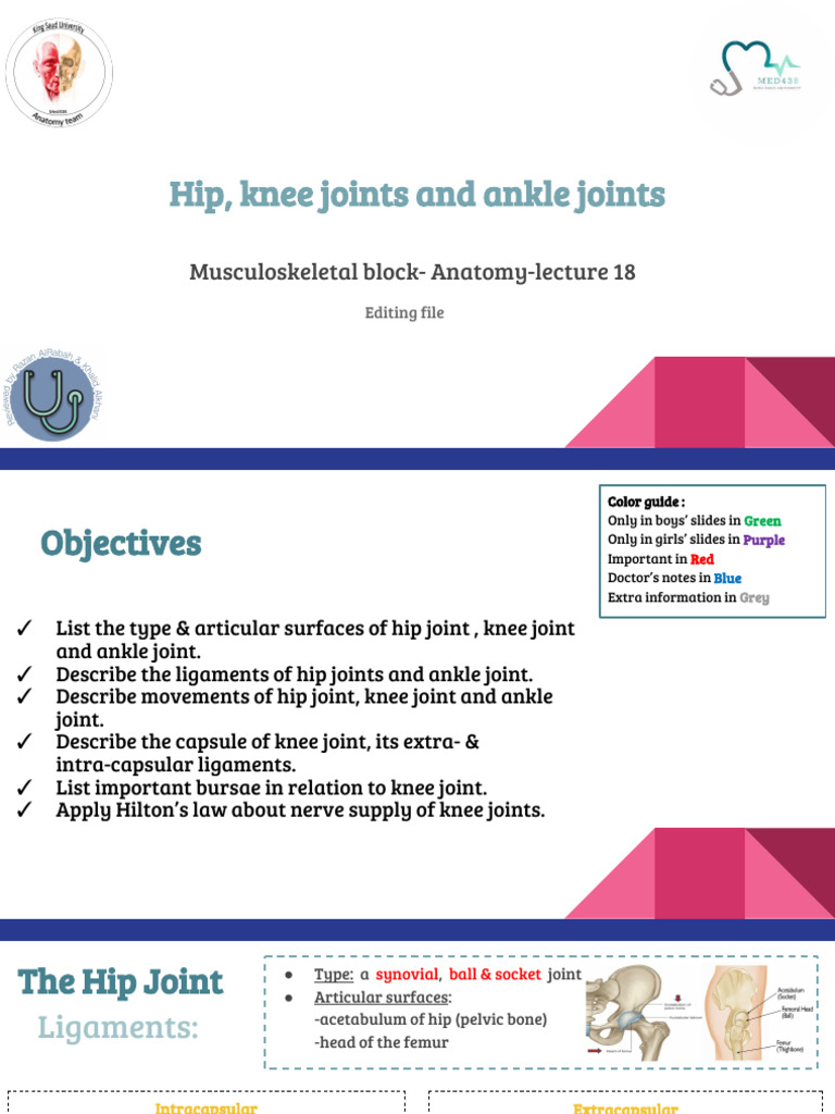 Lecture (18) Hip, Knee Joints and Ankle Joints | PDF | Knee | Hip