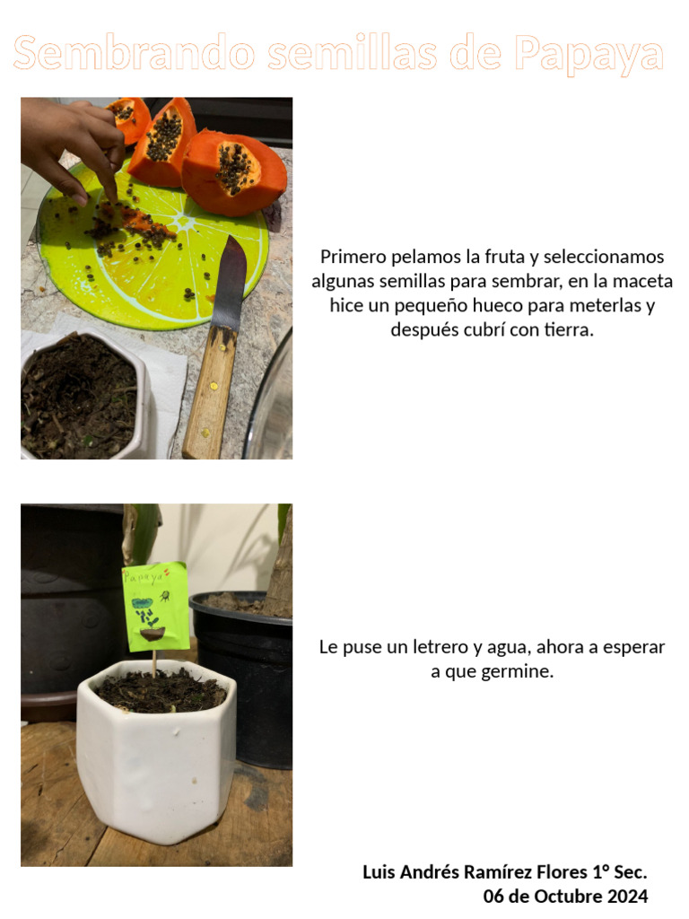 Cultivo de Papaya: Guía de Germinación | PDF