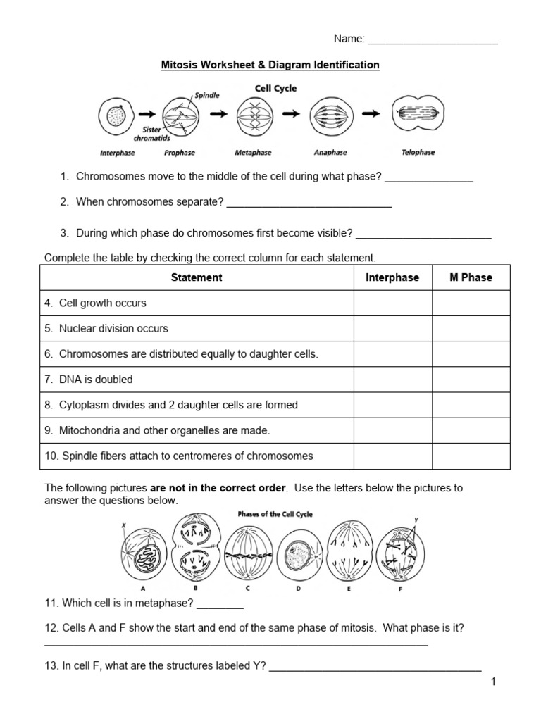 1.4 Mitosis Worksheet | PDF