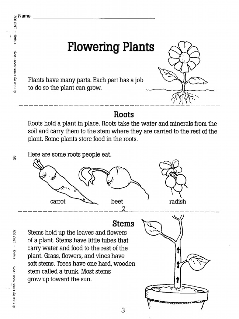 4b Flowering Plants Parts | PDF