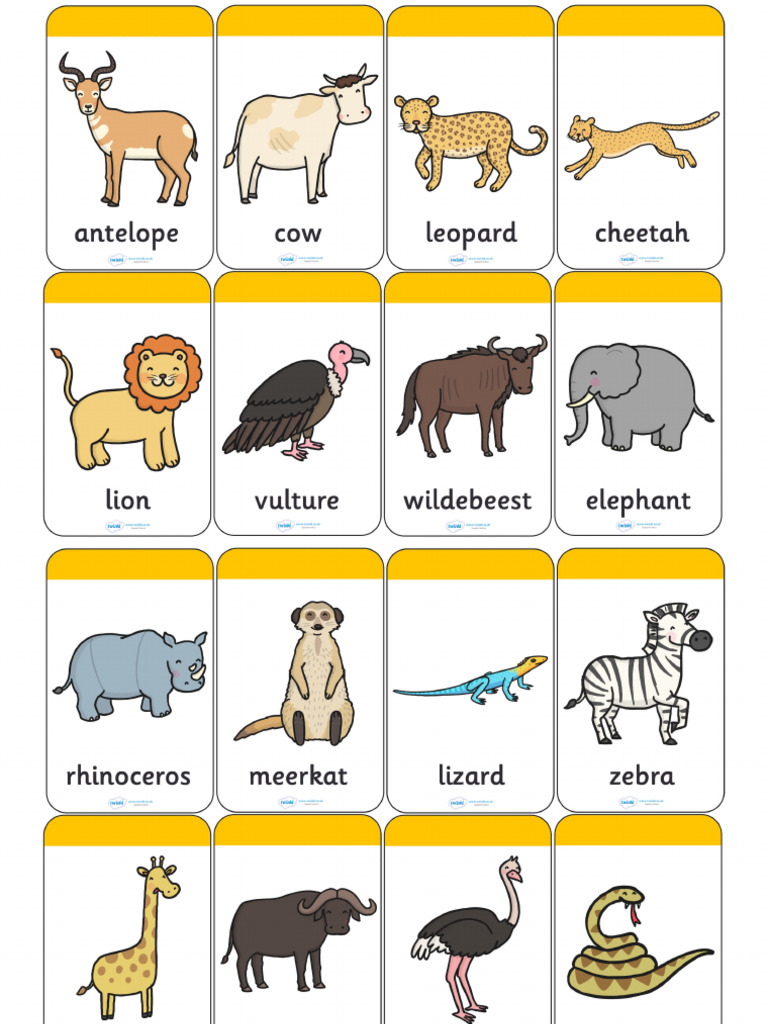 Safari Flashcards | PDF