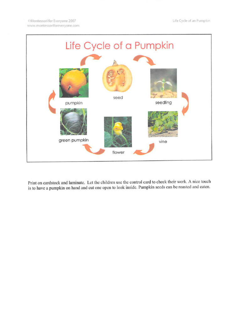 Life Cycle of Pumpkin 3-PT Cards | PDF