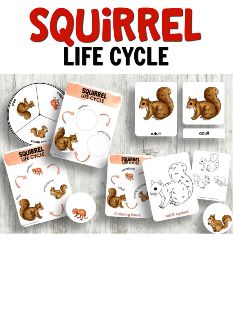 Squirrel-Life-Cycle-compressed | PDF