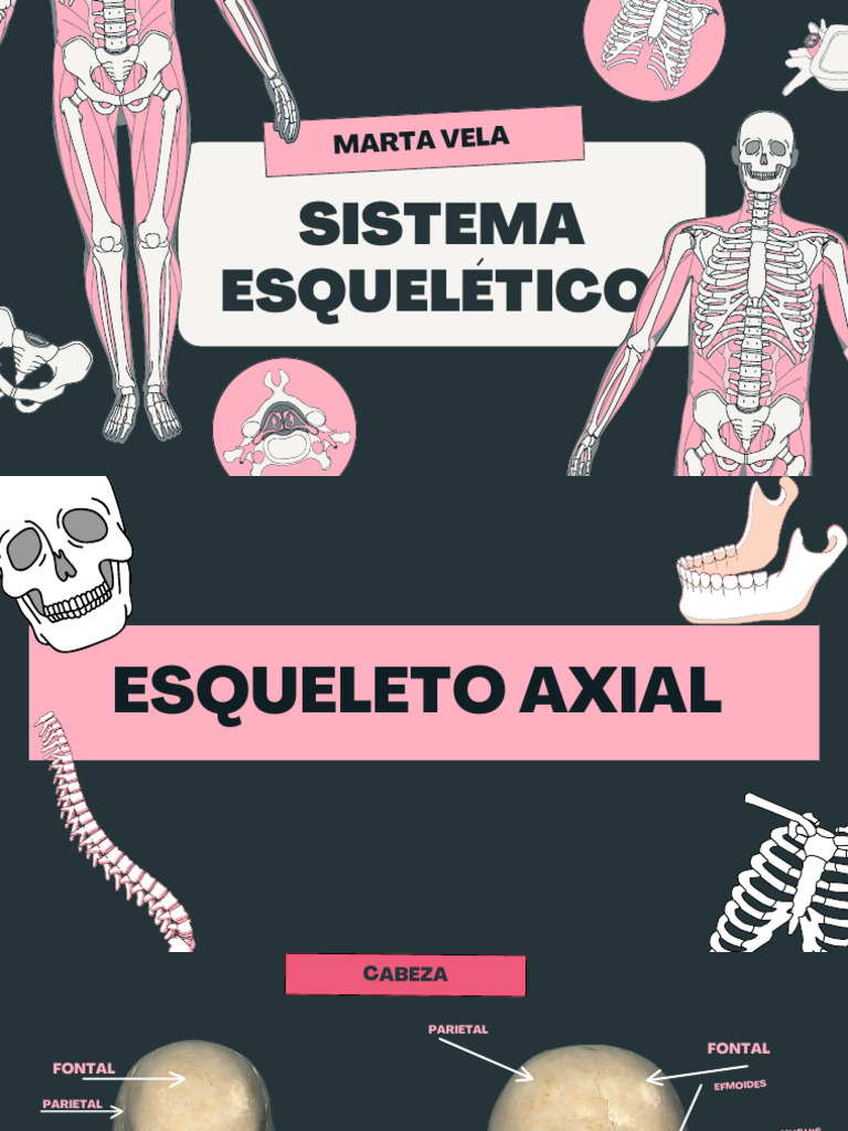 Sistema Esquelético y Torax | PDF | Esqueleto | Tórax