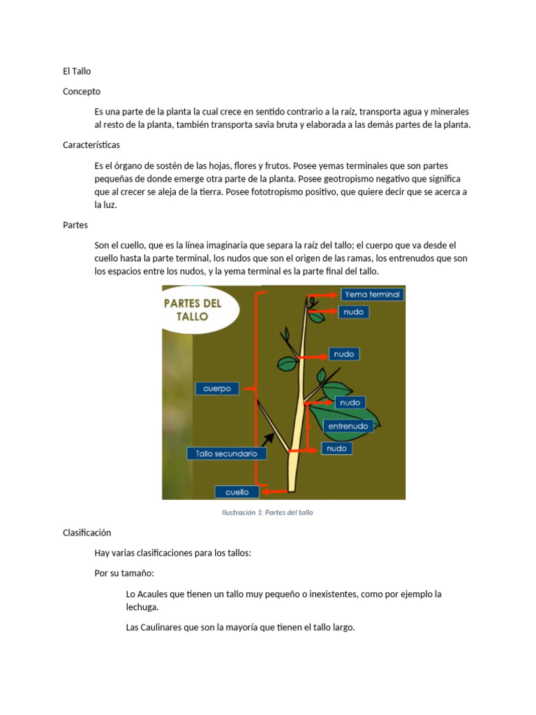 Estructura y Funciones del Tallo | PDF | Tallo de la planta | Hoja