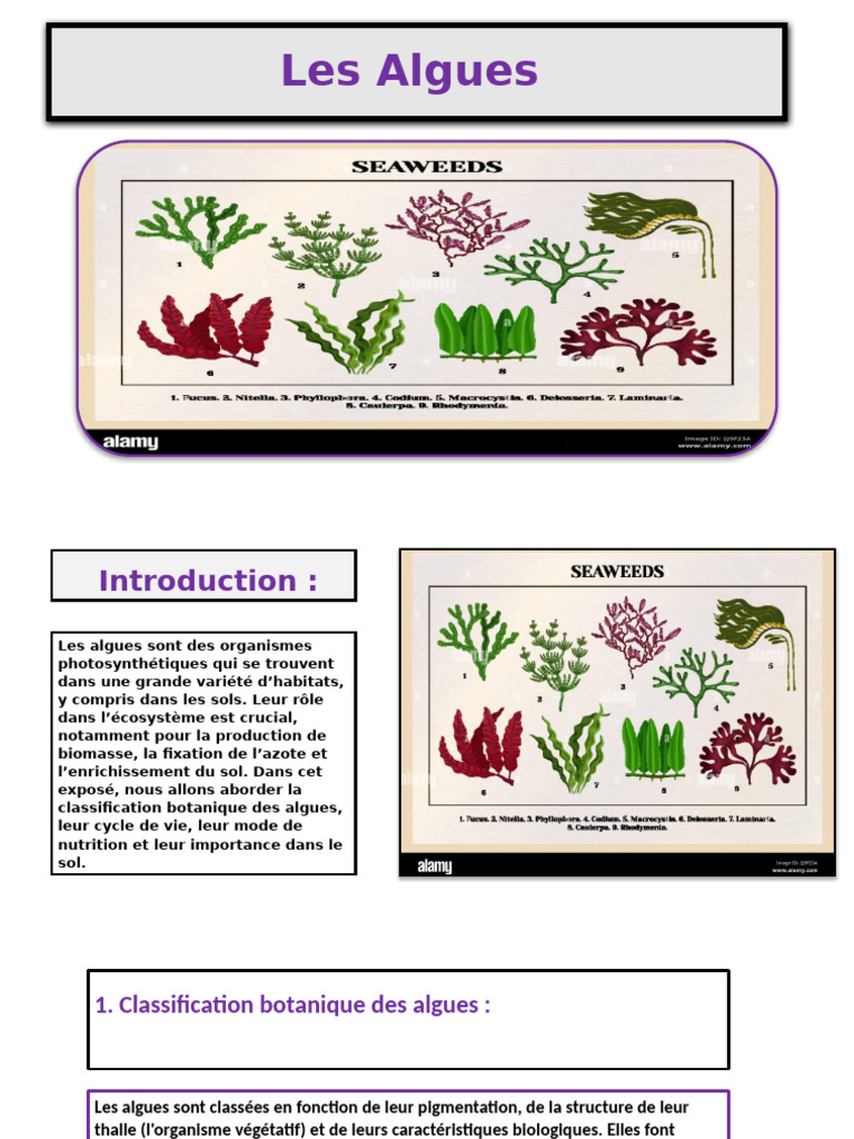 EXPOSE SUR LES ALGUES - Biologie de Sol | PDF | Interactions ...