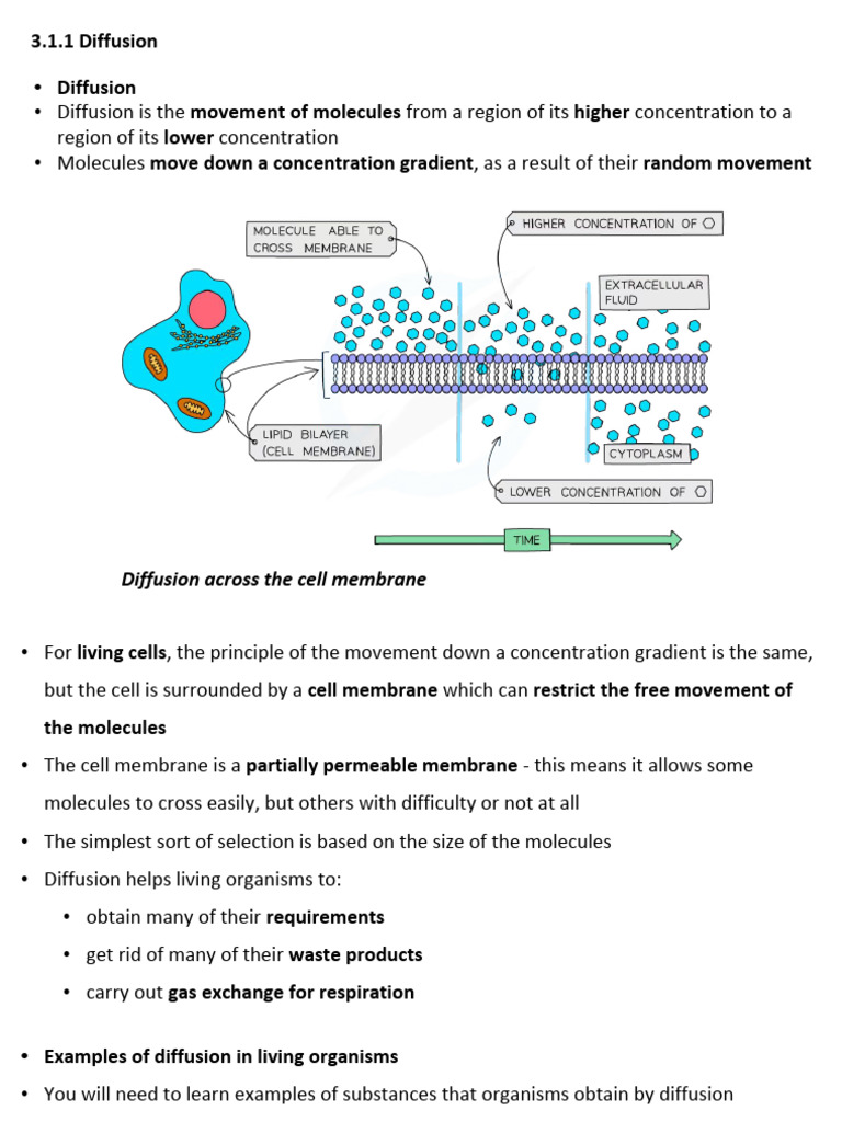 Understanding Diffusion and Osmosis | PDF | Osmosis | Diffusion