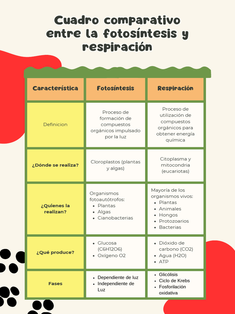 Comparativa: Fotosíntesis vs Respiración | PDF | Respiración celular ...
