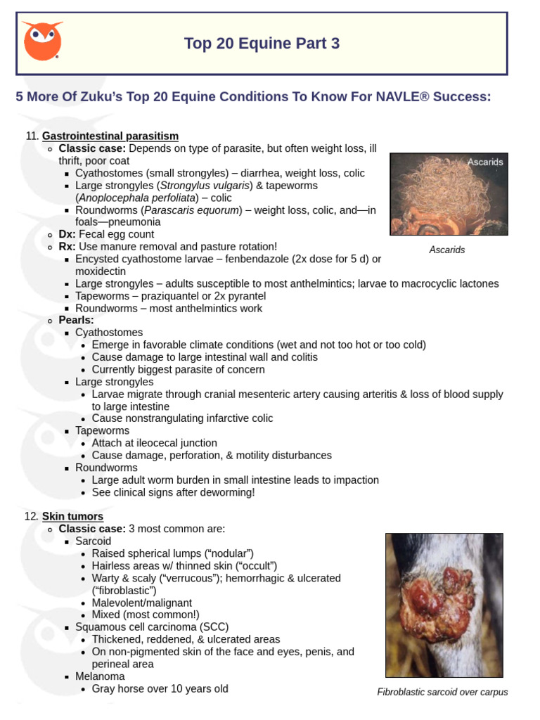 Common Equine Conditions Overview | PDF | Medical Specialties ...