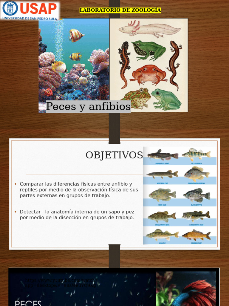 Práctica # 11 Anfibios y Peces - III2024 | PDF | Anfibio | Rana