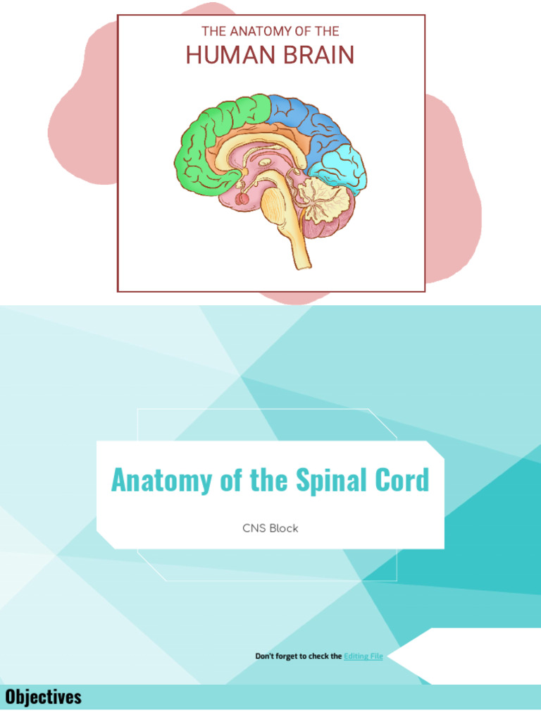 [Merge]Anatomy of the Human Brain Educational Poster in Pink and Wh ...