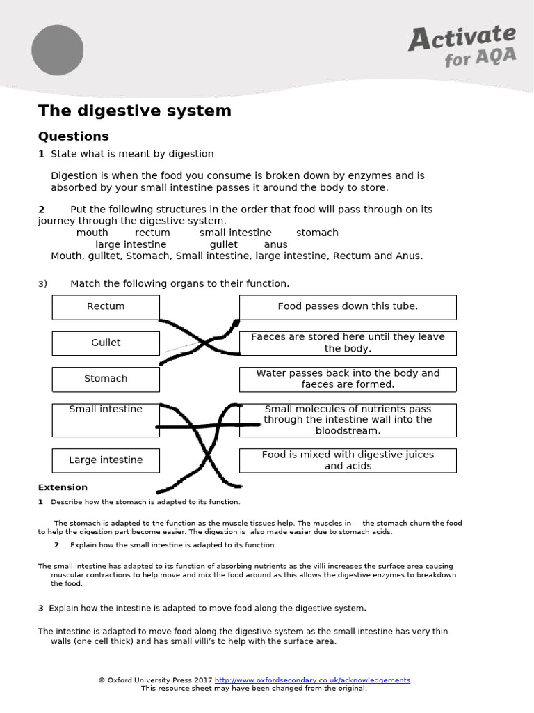 Year 8 HW Digestive System | PDF | Digestion | Gastrointestinal Tract