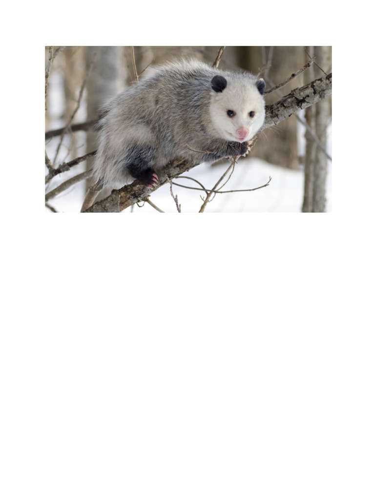 Opossum 1 | PDF