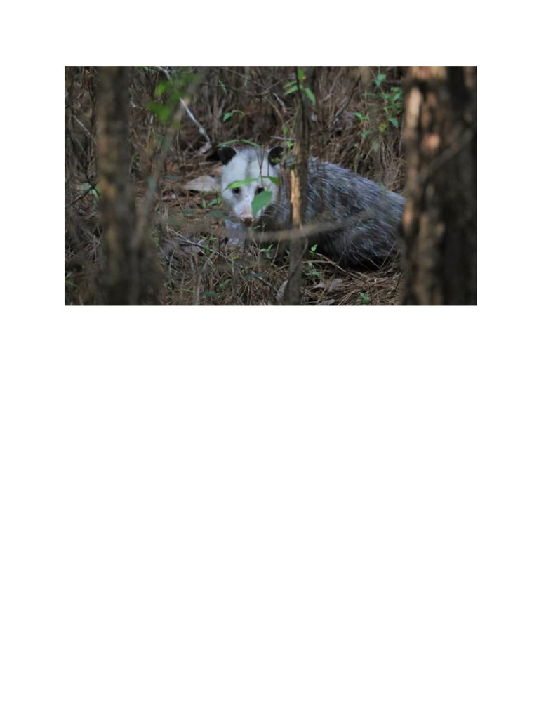 Opossum 4 | PDF