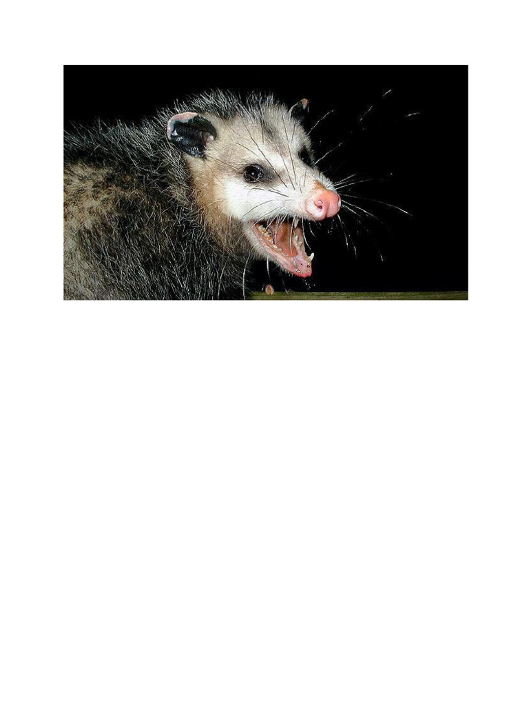 Opossum 5 | PDF