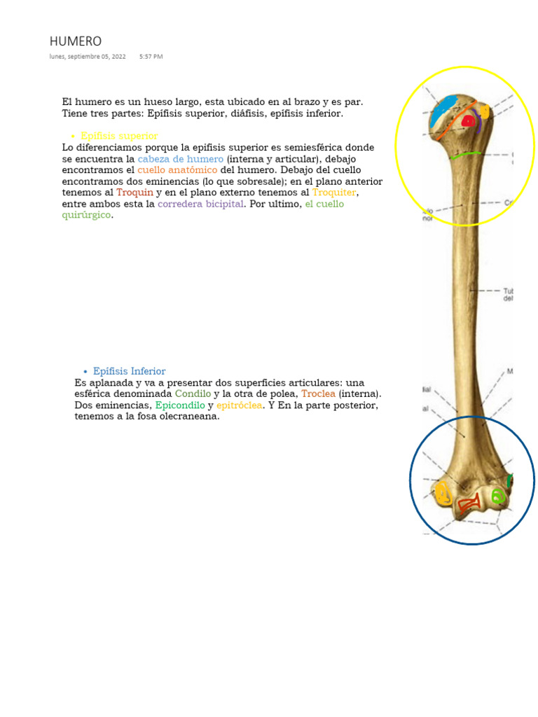 Hueso Humero | PDF