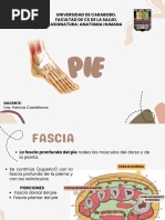Inervación del Pie y sus Nervios | PDF | Dedo del pie | Pie