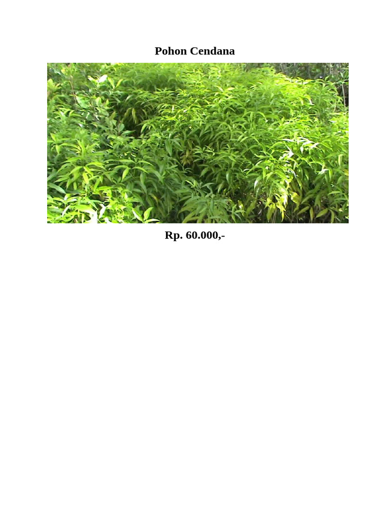 Pohon Cendana | PDF