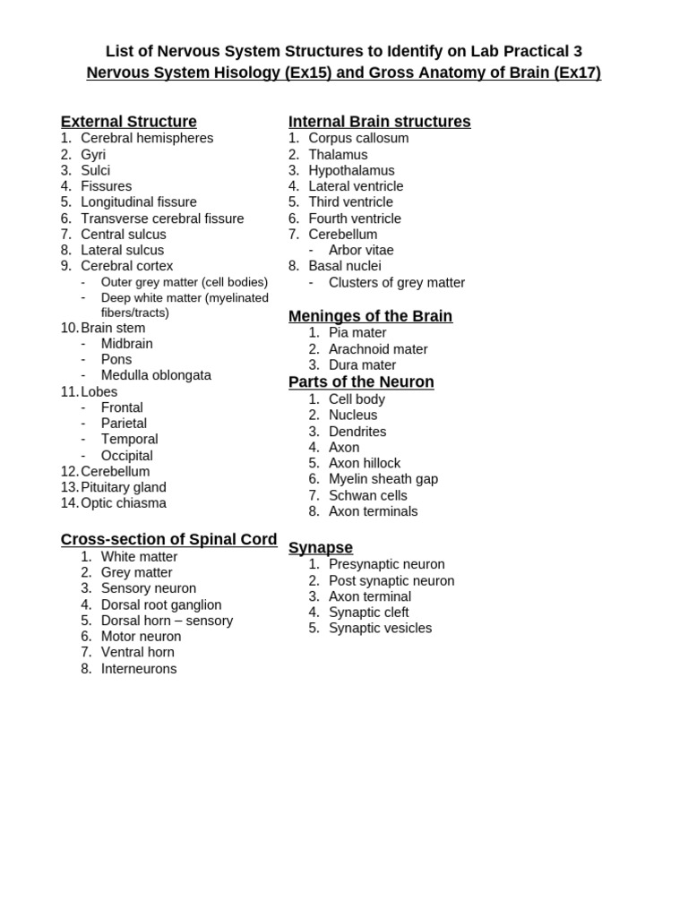 1 Neuro List | PDF | Brain | Axon