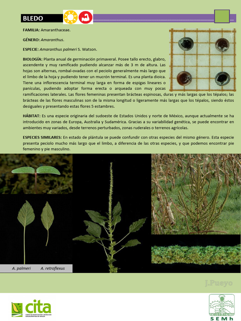 Amaranthus Palmeri | PDF