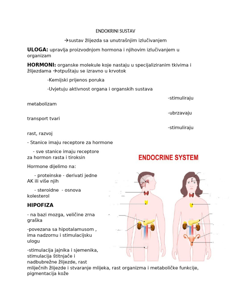 Endokrini Sustav | PDF