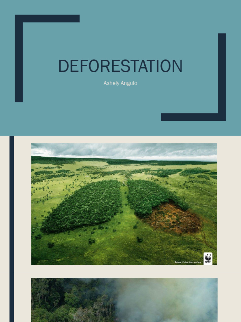 Deforestation | PDF