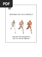 Nomes de 100 Músculos Do Corpo Humano | PDF | Sistema Locomotor ...