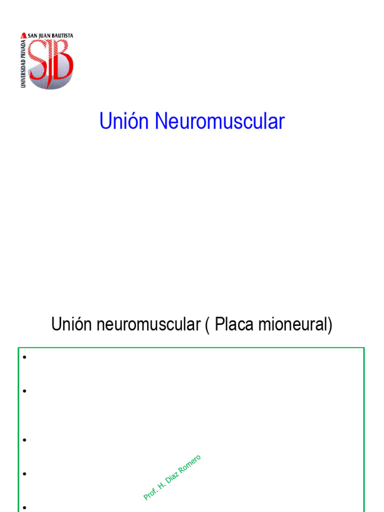 FISIOLOGIA Unión Neuromuscular | PDF | Unión neuromuscular | Sinapsis