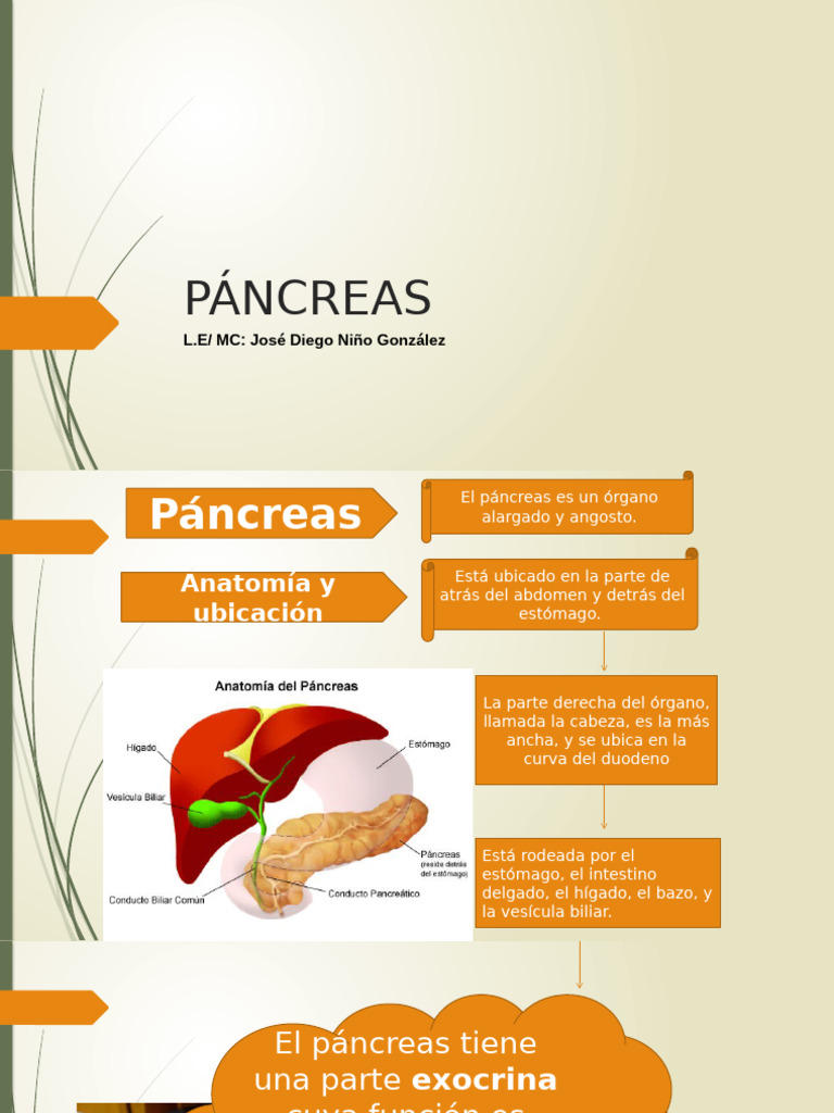 Pancreas 3 | PDF | Páncreas | Insulina