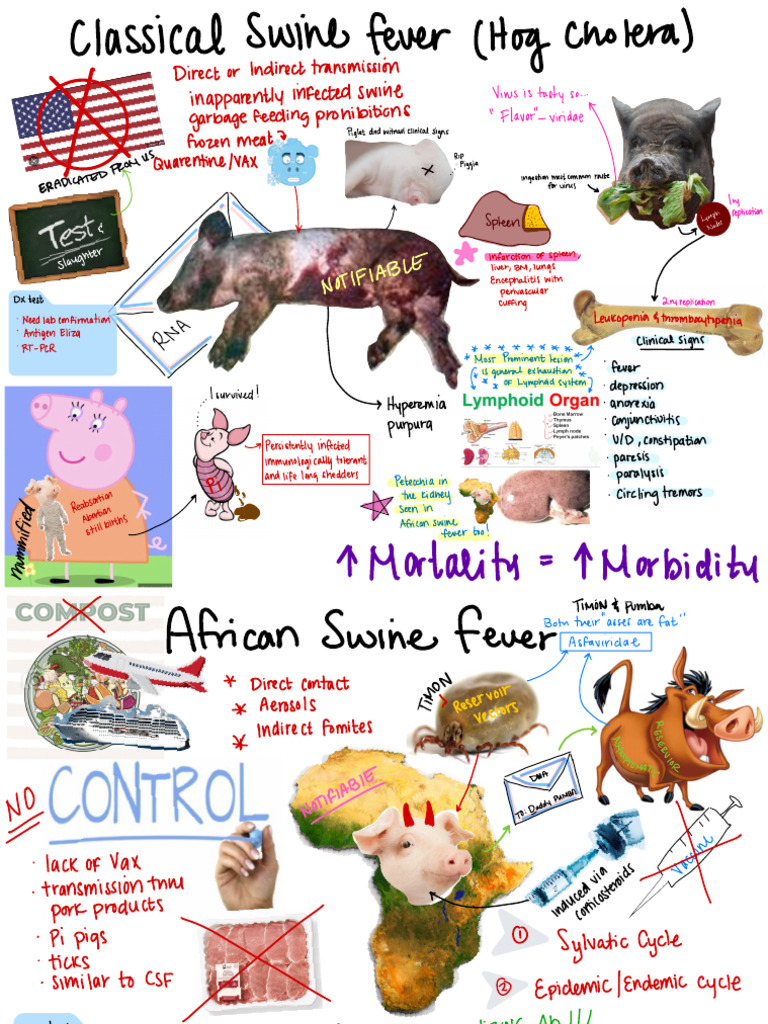 Piggie Viruses | PDF | Pig | Diseases And Disorders