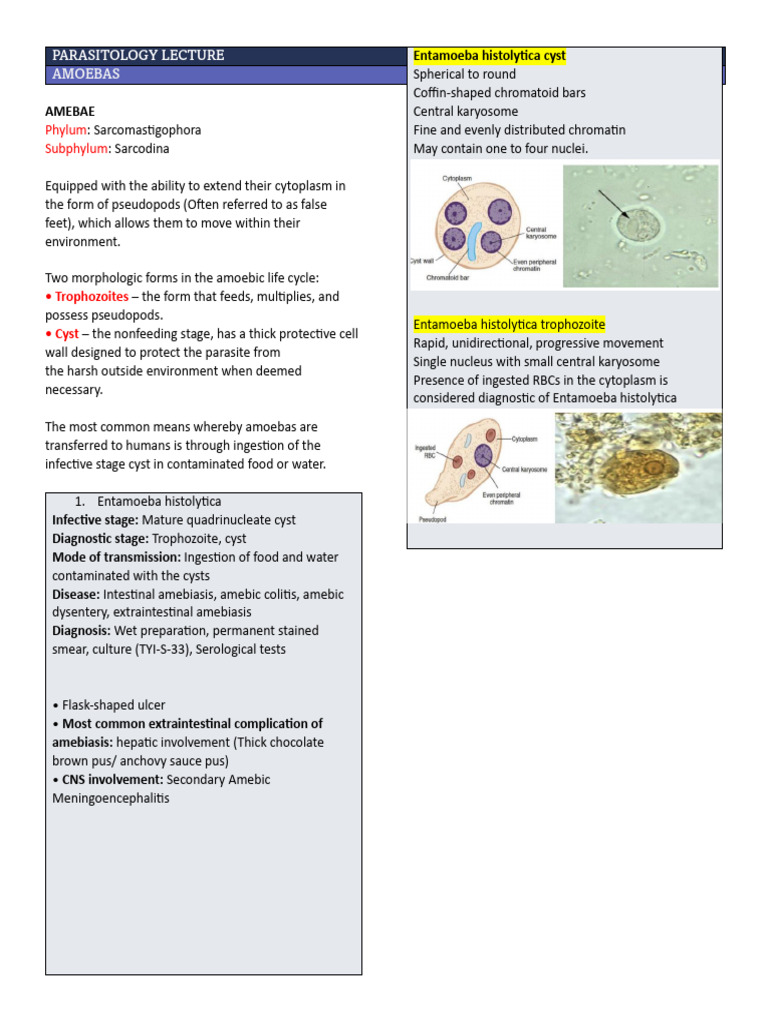 Lesson 1 Amoeba Pls 2.5 Pls PLSL Pls | PDF | Medical Specialties ...