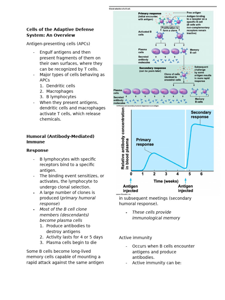 Cells of The Adaptive Defense System | PDF | Antibody | Adaptive Immune ...