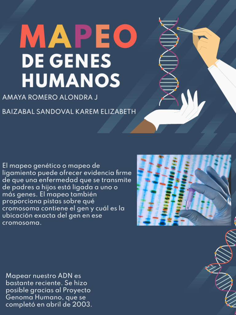 Mapeo de Genes Humanos | PDF | Gene | Enlace Genético