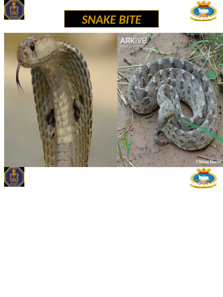 Snake Bite | PDF | Snake | Venomous Snakes