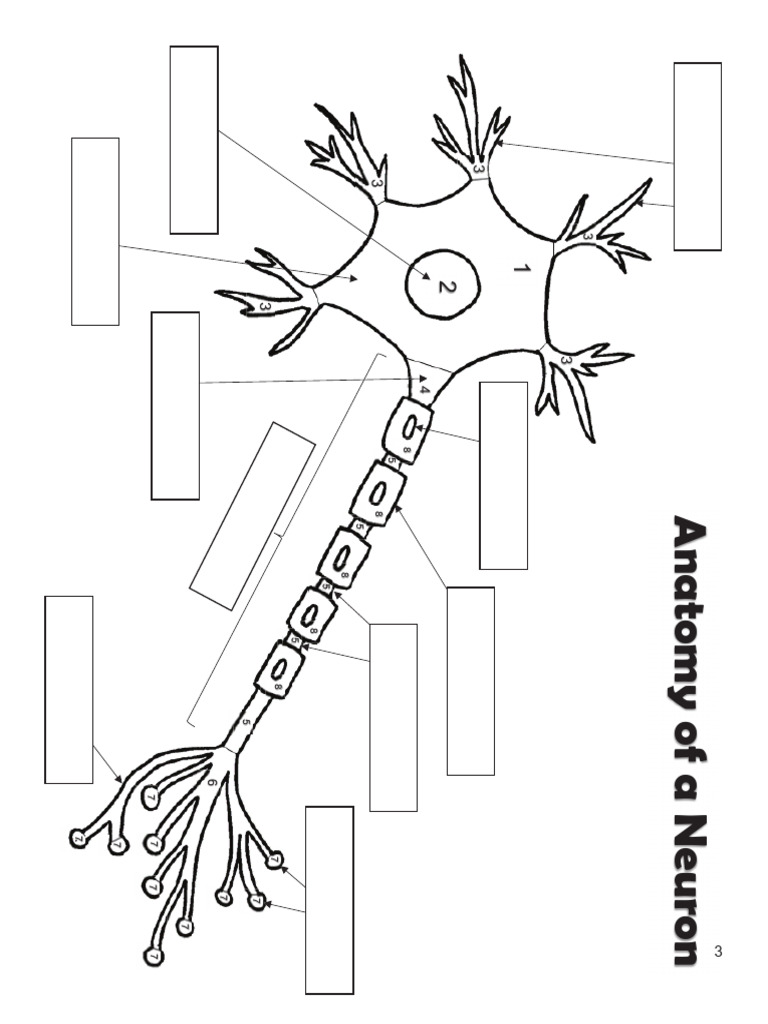 Anatomy of Neuron WKST | PDF | Axon | Neuron