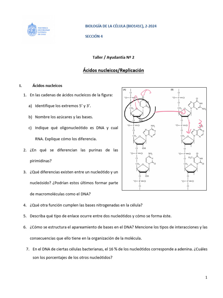 Guía Biocel 2 | PDF