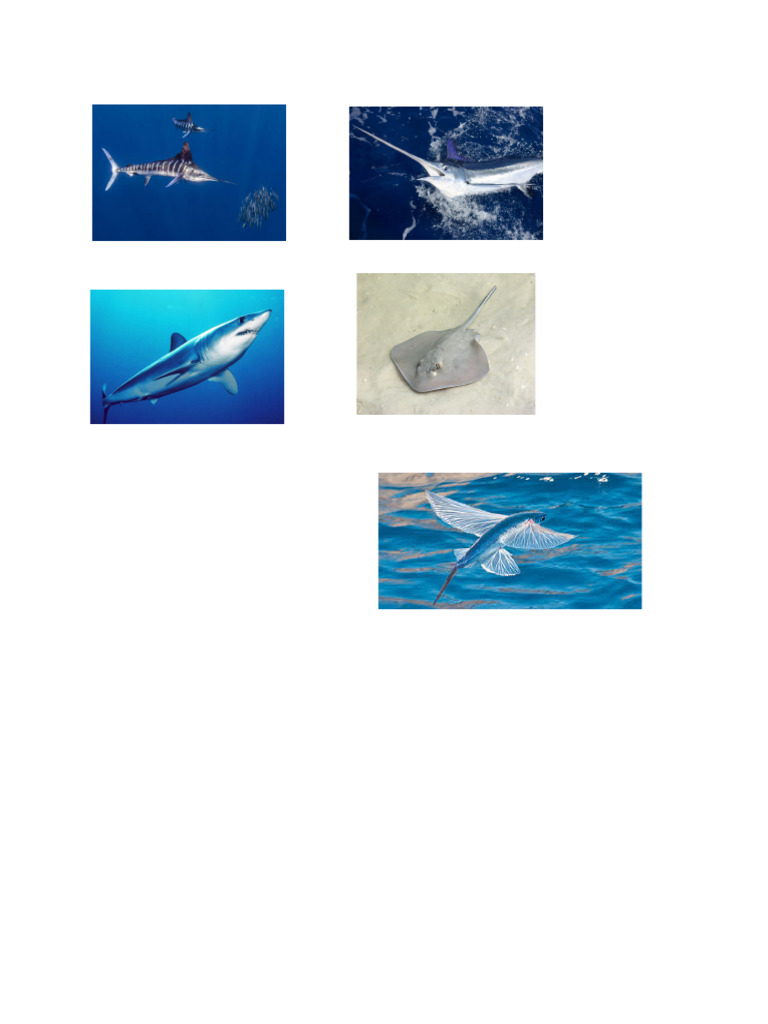Yas | PDF