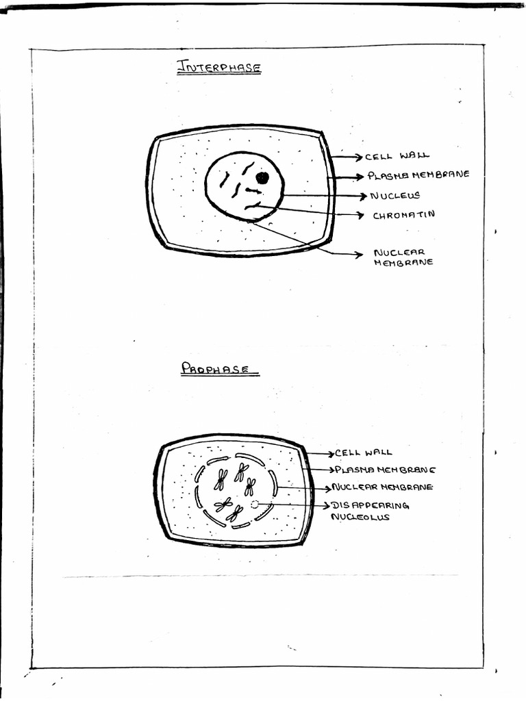 Class 12 Mitosis Diagram | PDF