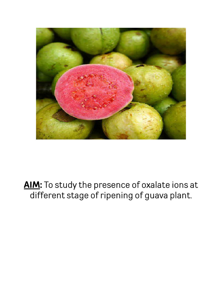 To Study Oxalate Ion in Guava - Docx - 20241111 - 105423 - 0000 | PDF ...
