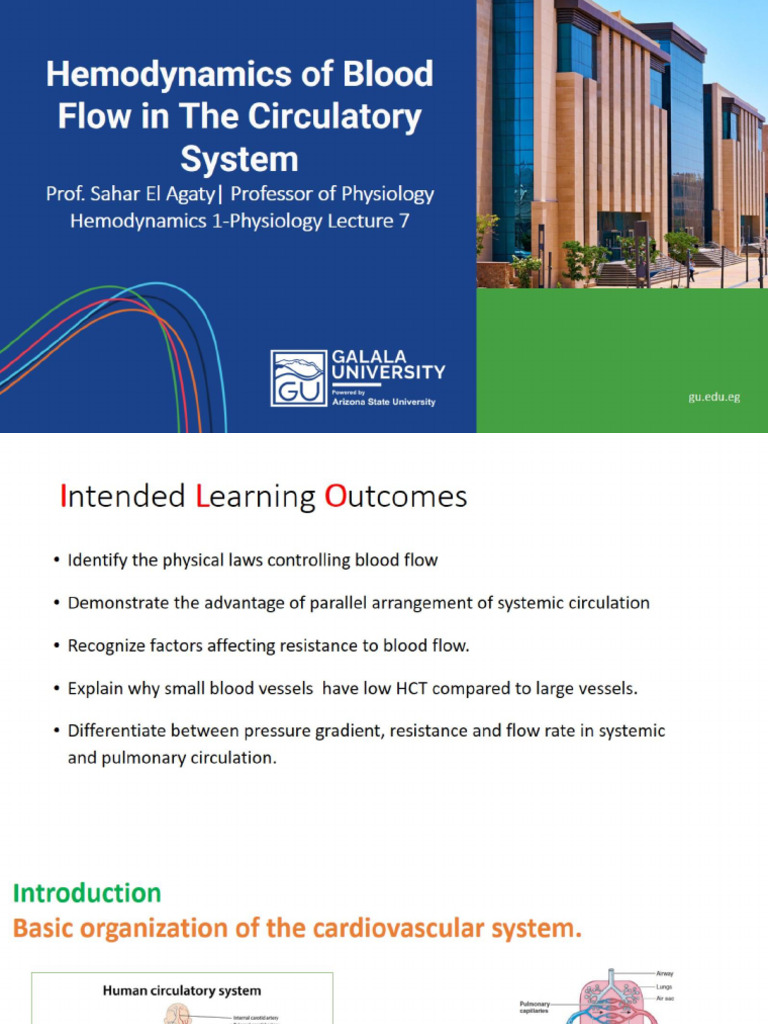 L7 Hemodynamics I BMS131 Physiology Lec7 Fall 2024 Prof - Sahar El ...