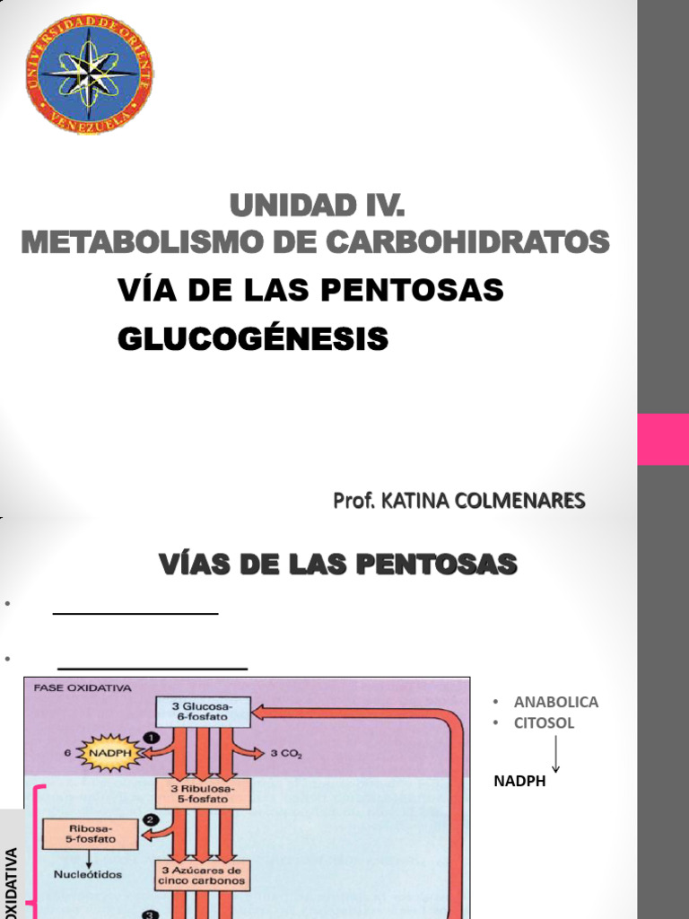 M.C.H.O. 3.K.C. | PDF | Glucógeno | Metabolismo