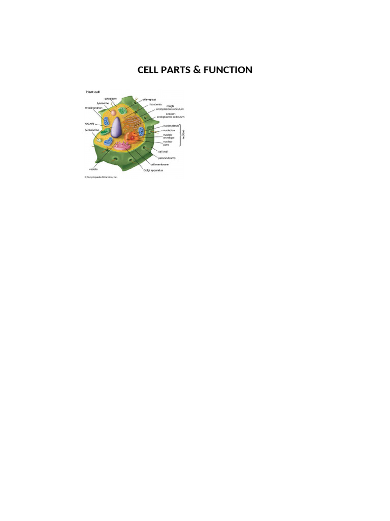 Cell Parts and Function | PDF