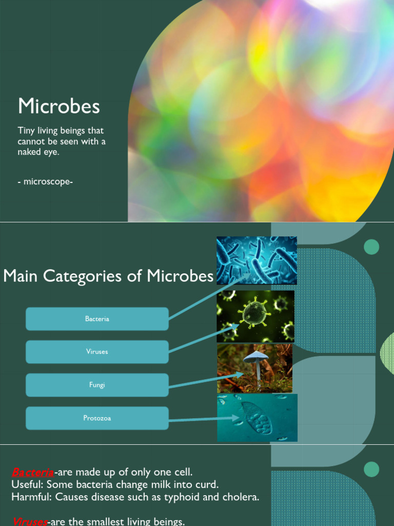 Microorganisms Overview for Class 8 | PDF