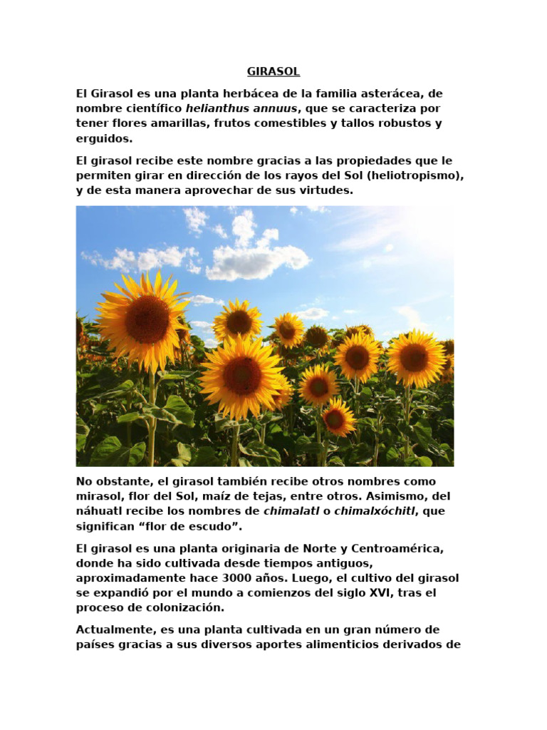 GIRASOL | PDF