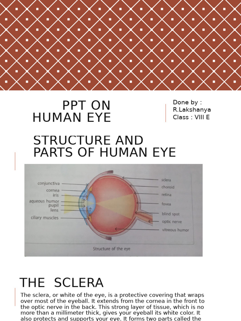 Human Eye Presentation | PDF | Human Eye | Eye