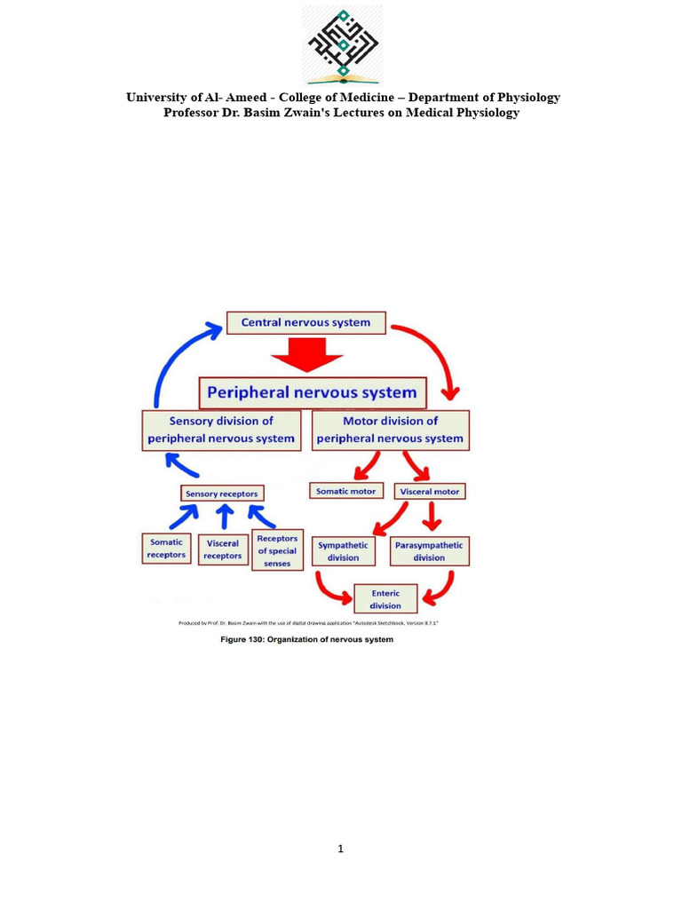 Nervous System-Lec.1 | PDF | Senses | Nervous System Nervous System-Lec.1 | PDF | Senses | Nervous System