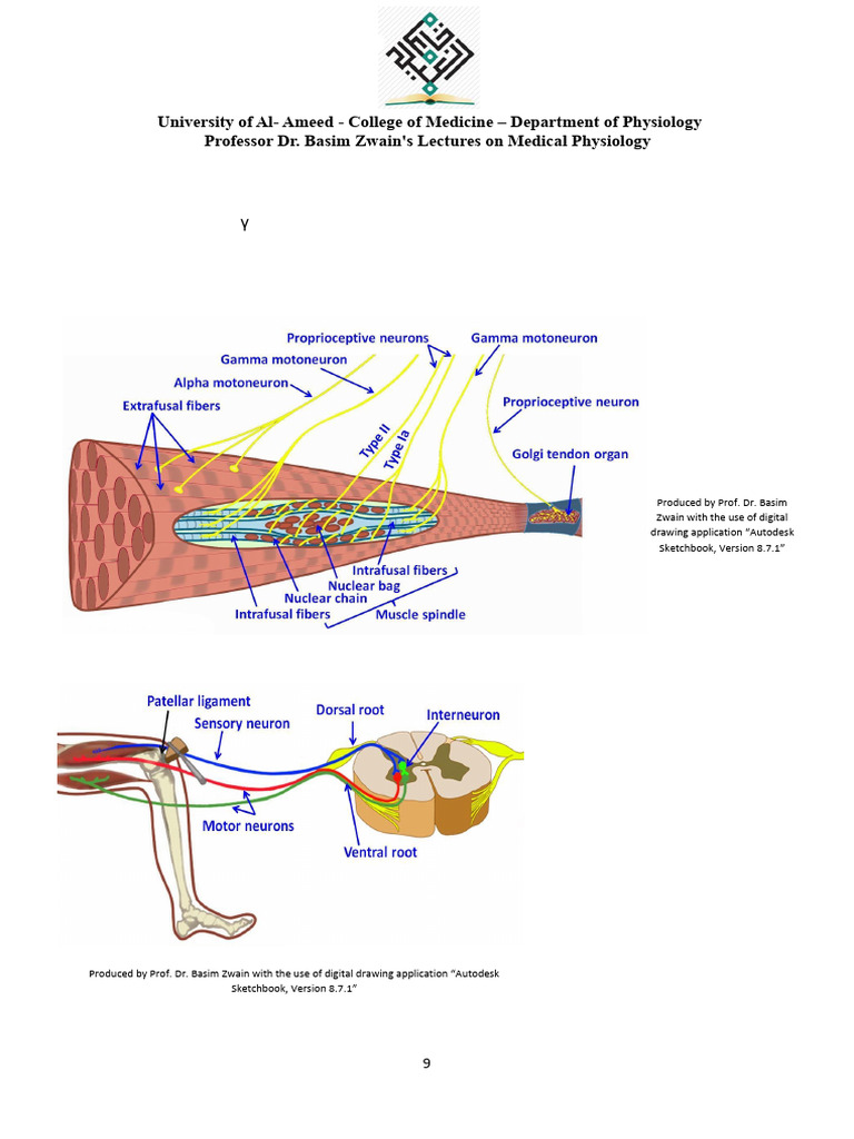 Nervous System-Lec.3 | PDF | Motor Neuron | Nervous System Nervous System-Lec.3 | PDF | Motor Neuron | Nervous System