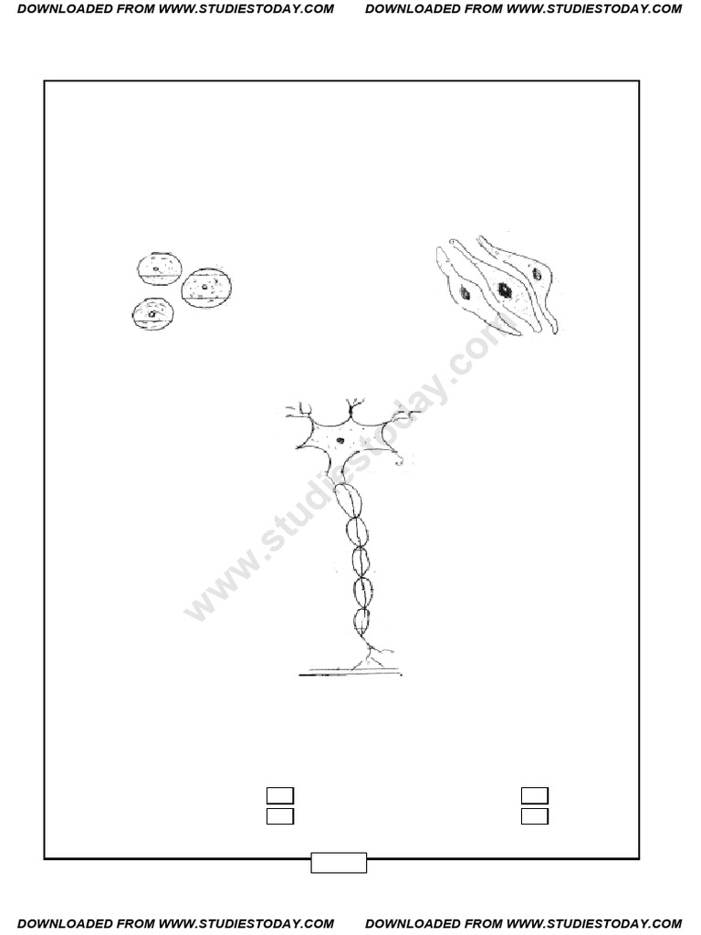 Class 8 Science Worksheet - Cell - Structure and Functions | PDF | Cell ...